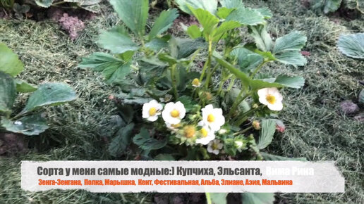 ЗЕМЛЯНИКИ БУДЕТ В 10 РАЗ БОЛЬШЕ, ЕСЛИ СДЕЛАТЬ ЭТО ВЕСНОЙ! | Беседка | Дзен