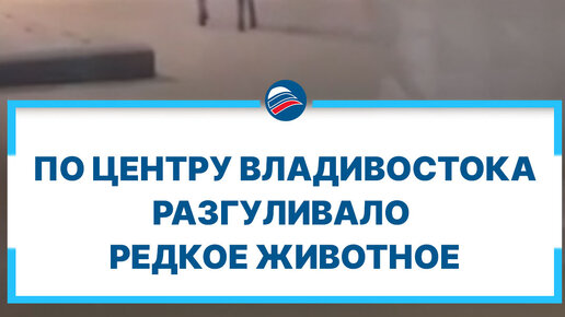RuNews24.ru | Редчайший водяной олень разгуливал по центру Владивостока | Дзен