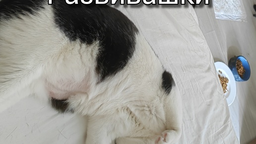 Кошки Орловой | Мой тг-канал: https://t.me/koshki_orlovoi_telega | Дзен