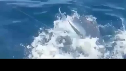 RYBALKA RU | Ахмед подсёк крупного тунца, рыбалка в море | Дзен