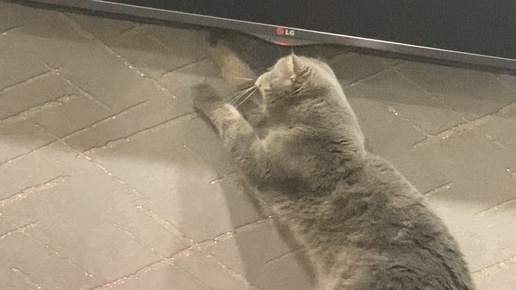 Кот Пуша / Pusha the Cat | Кот лезет под телевизор | Дзен